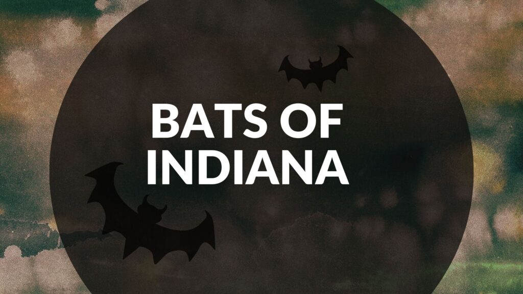 Bats of Indiana | Montgomery County Visitors & Convention Bureau